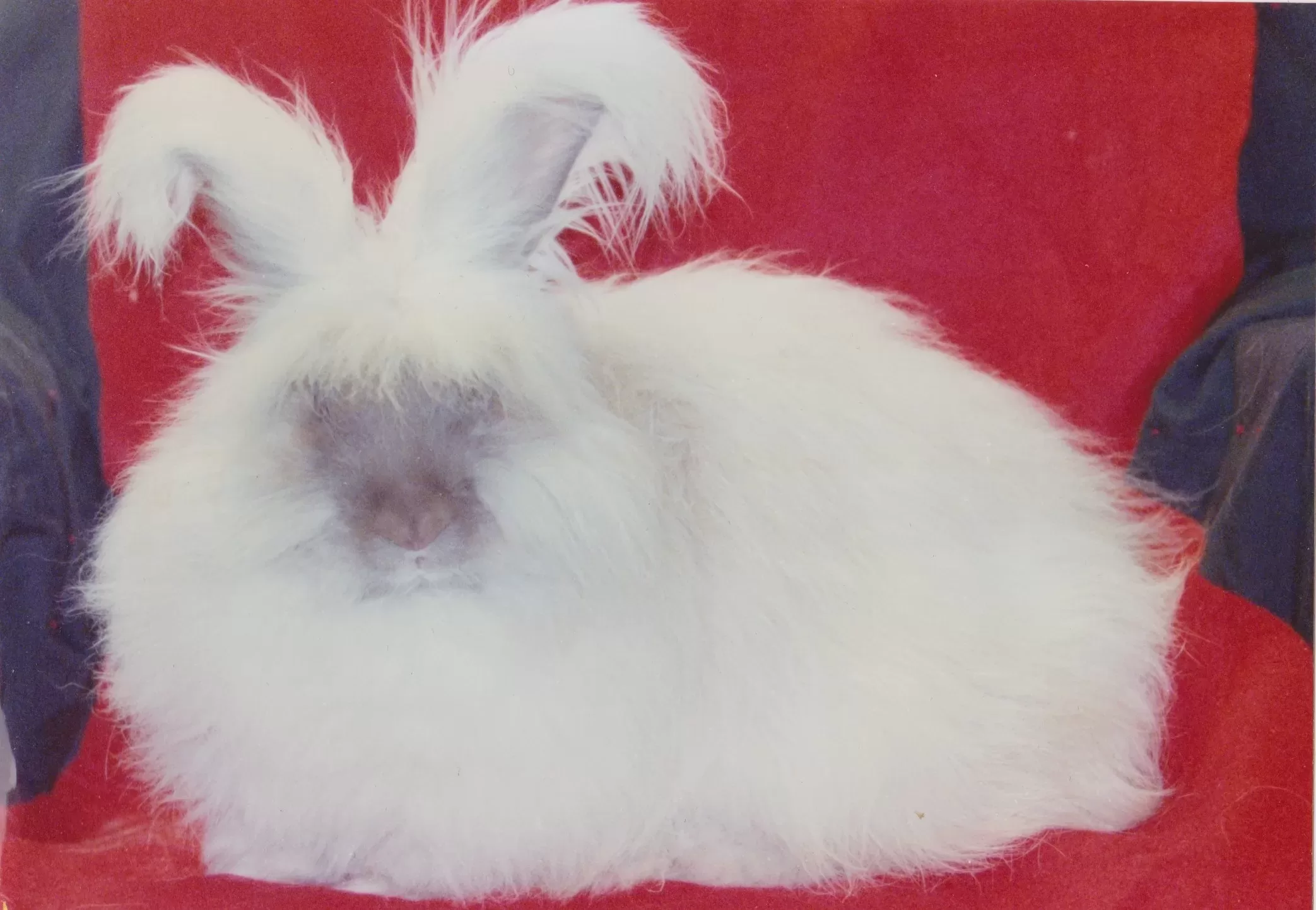 Rabbit People – The Milk House