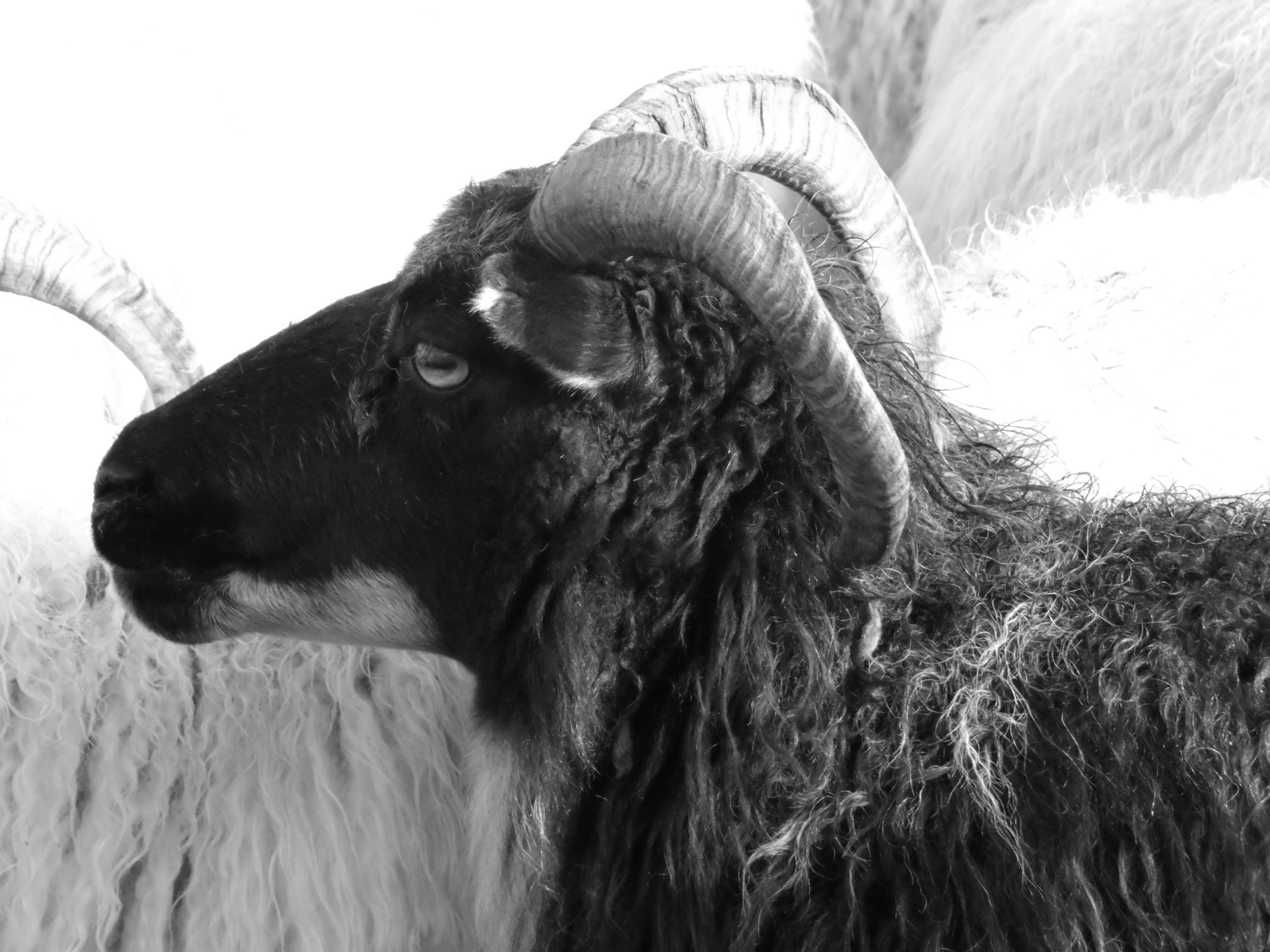 The Return of the Rustler – The Milk House